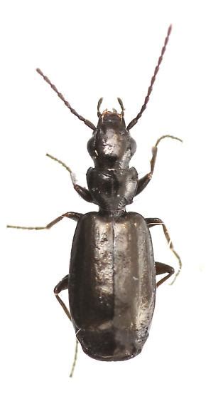 Microlestes Berlese Extracted From Polytrichum Juniperinum Clump Microlestes Linearis