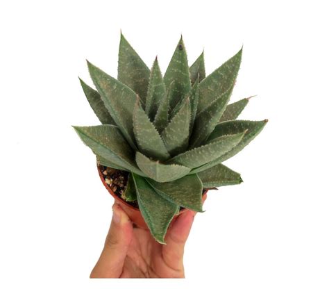 Aristaloe Aristata M8 Planta Antorcha