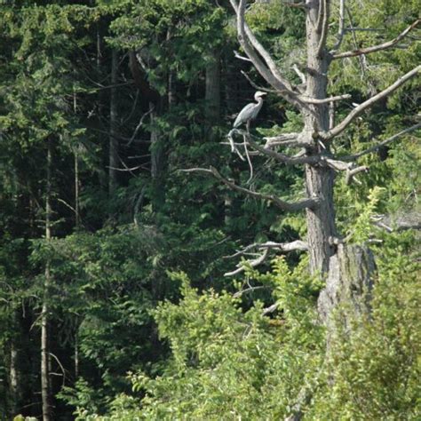 Montague Harbour Marine Park Galiano Island Go Camping Bc