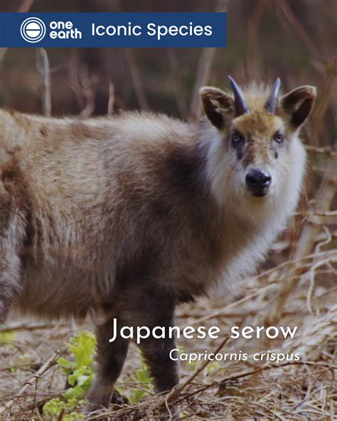 Meet The Japanese Serow The Unique Goat Antelope Of The Honshu