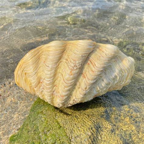 130 Kima Foto Foto Foto Stok Potret And Gambar Bebas Royalti Istock