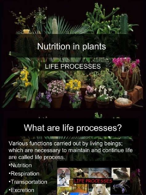 Heterotrophic Nutrition Pdf