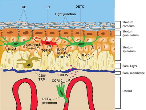 Frontiers Get In Touch With Dendritic Epithelial T Cells