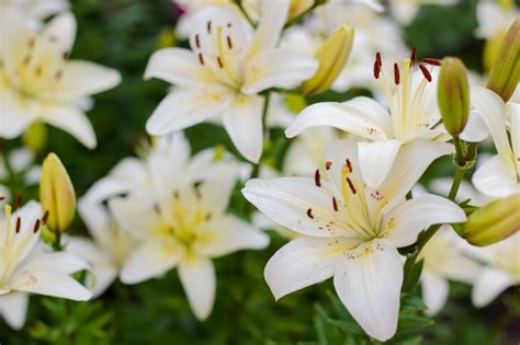 Um Arbusto De Um Lírio Branco Lírios Brancos São Desfocados Flor