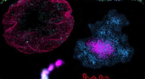 Single Molecule Localization Microscopy Introduction And Applications