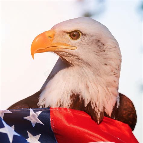 American Eagle With Flag Bald Eagle With American Flag Focus On Head Clipping Path Stock