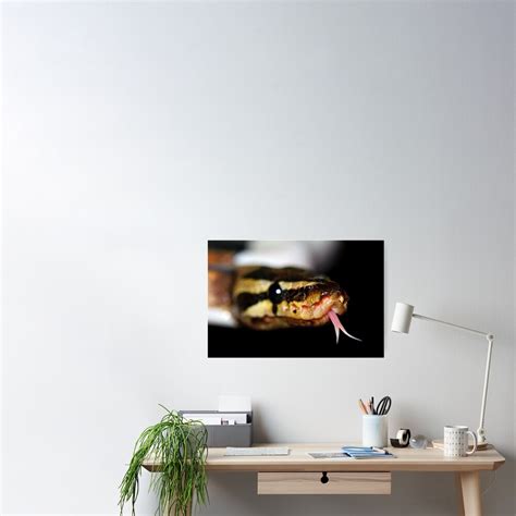 Royal Python Poster By Yussefrafik Redbubble