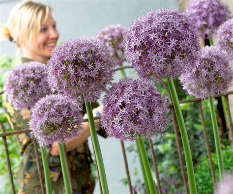 Allium Round N Purple Bulbs — Buy Online At Farmer Gracy Uk