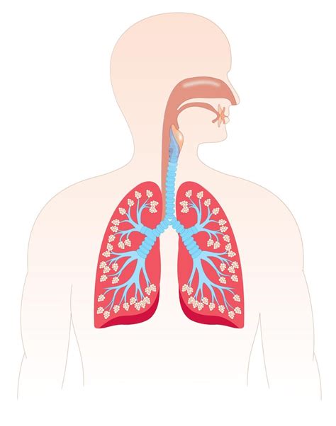 Imágenes De Sistema Respiratorio Dibujo Descarga Gratuita En Freepik