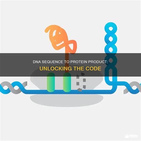 Dna Sequence To Protein Product Unlocking The Code Medshun
