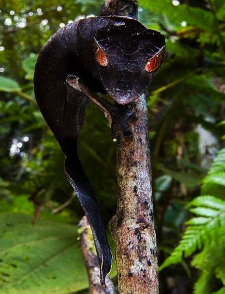 Satan Leaf Tail Geko By Mmbseven On Deviantart