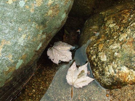 Cantor Benjamin Rosners Flowers Photography