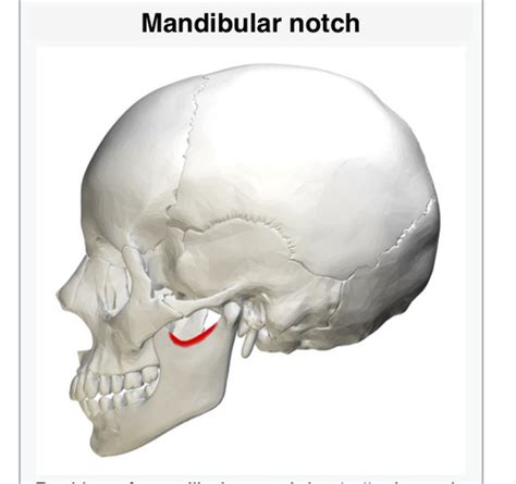 Cranial Nerve Nervus Mandibularis Karteikarten Quizlet