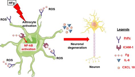 Fibrinogen And Neuroinflammation During Traumatic Brain Injury Pmc