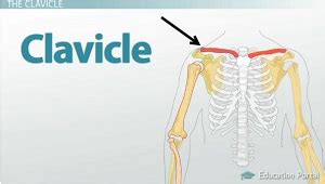 Bones Of The Shoulder Anatomy And Functions Lesson
