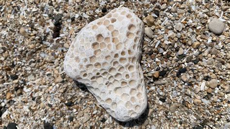 Silurian Fossils — Earth Home