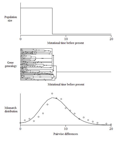 Coalescent Simulation Of Gene Genealogy And Corresponding Mismatch Download Scientific Diagram
