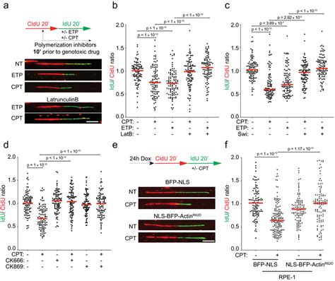 Nuclear Actin Polymerization Is Required For Active Fork Slowing Upon