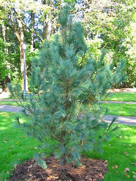 Sugar Pine Trees Of Reed