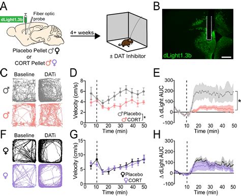 Effects Of Stress On Dopamine Circuit Structure And Function Lerner Lab Northwestern