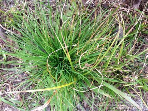 Plant Identification Small Soft Thin Blade Tufts Of Grass 1 By