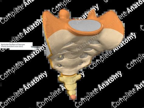 Auricular Surface Of Sacrum Complete Anatomy