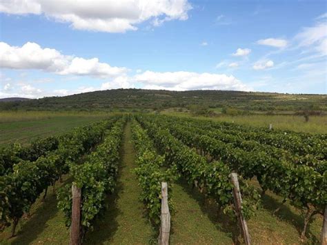 Crno Grožđe Selo Bulić