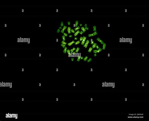 Chromosomes Under Fluorescence Microscope Green Colored Human