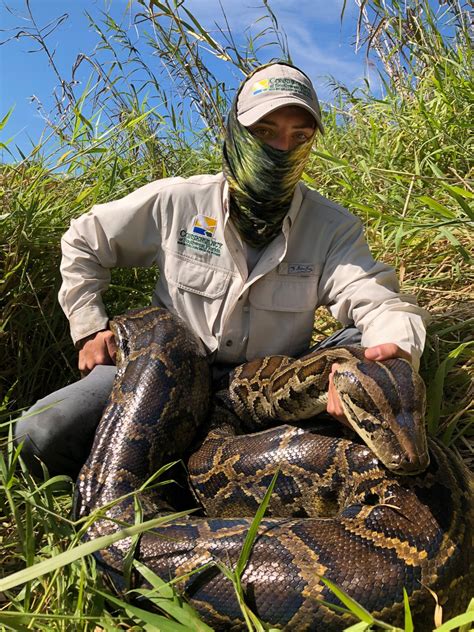 Floridas Invasive Pythons Can Eat Bigger Prey Than We Realized