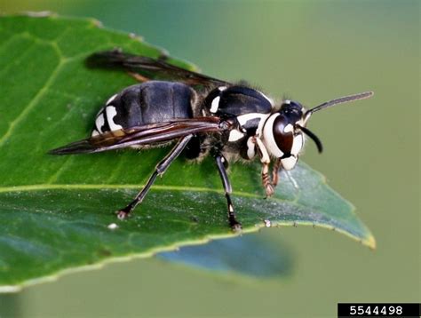Dolichovespula Maculata Bald Faced Hornet Hymenoptera Vespidae