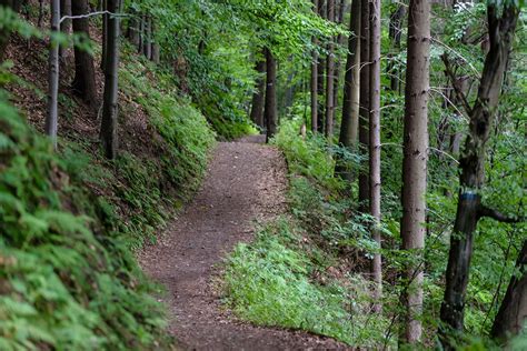 Hiking Trails And Ecola Creek Forest Reserve Cannon Beach Oregon