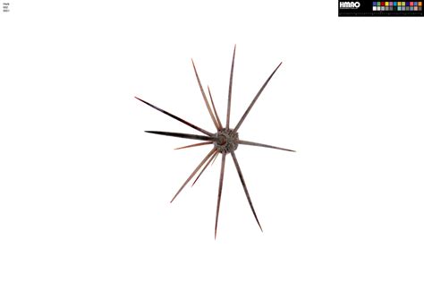 Hmao 002 0551 Echinocereus Coccineus Transpecosensis Usa Texas