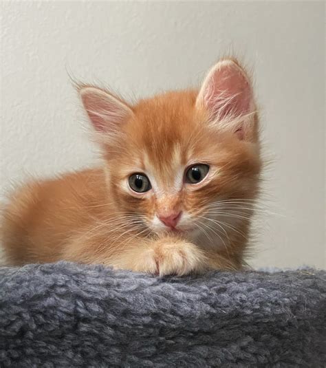 Domestic Medium Hair Domestic Short Hair Kittens For Adoption 2 Months Mimosa And Martini