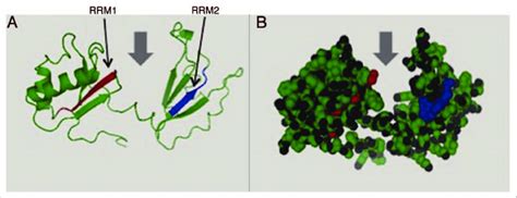 Predicted Secondary Structure And Two Rrm Of Nucleolin Protein