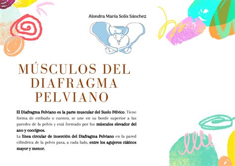 Músculos Del Diafragma Pelviano Apuntes De Anatomía Docsity
