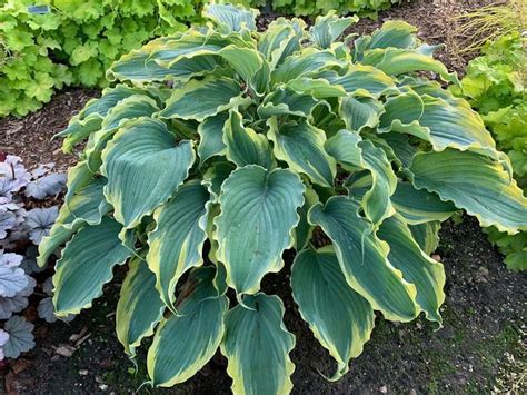 21 Hosta Varieties With Beautiful Foliage And Blooms