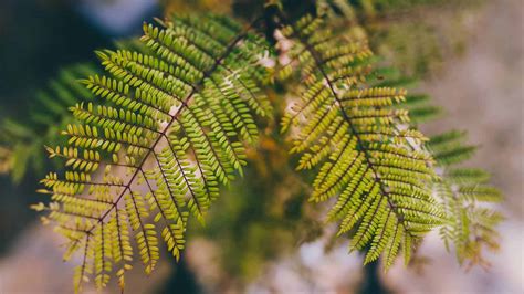 How To Plant Grow And Care For Jacaranda Tree Easily Planet Natural