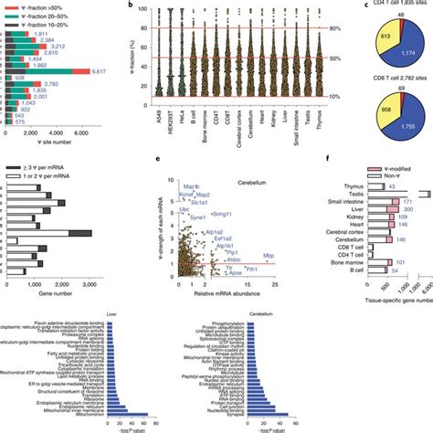 Mouse Tissue Mrnas Are Heavily Modified With Ψ A Bid Seq Reveals A Download Scientific Diagram