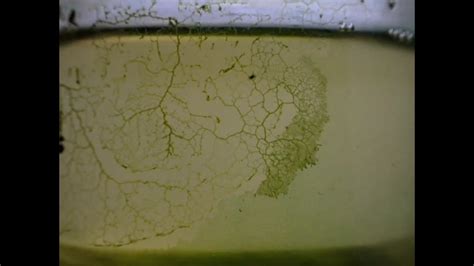Time Lapse Of My Algae Eating Slime Mold R Algae