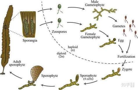海带如何繁殖？ 知乎