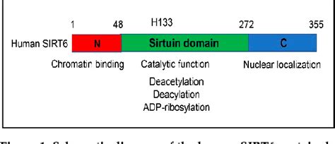 Figure 1 From Sirtuin 6—a Key Regulator Of Hepatic Lipid Metabolism And