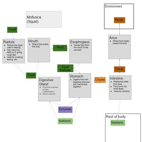 Mollusca Digestive System