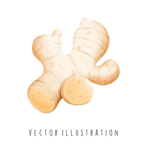 Premium Vector Ginger