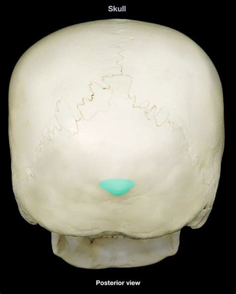 External Occipital Protuberance A Site For Attachment Of