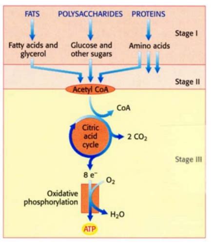 Metabolism Flashcards Quizlet