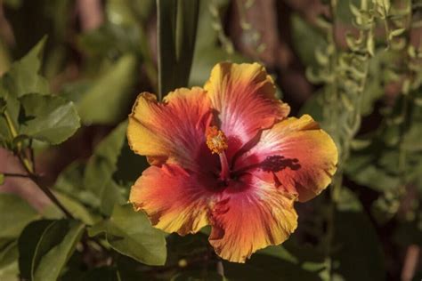 Hibiscus Types Species And Varieties A Definitive Guide Petal Republic