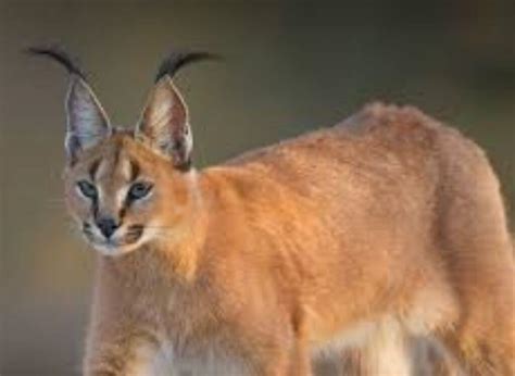 Ferraz The Caracal Squishmallow Cat Your Snuggly Friend