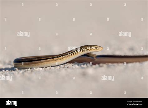Island Glass Lizard Ophisaurus Compressus Kissimmee Prairie Preserve State Park Florida