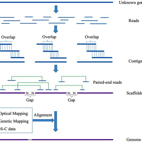 Assembled Whole Genome Sequence Of At Lewis Burcham Blog