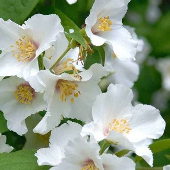 Philadelphus Pearls Of Perfume Seringat